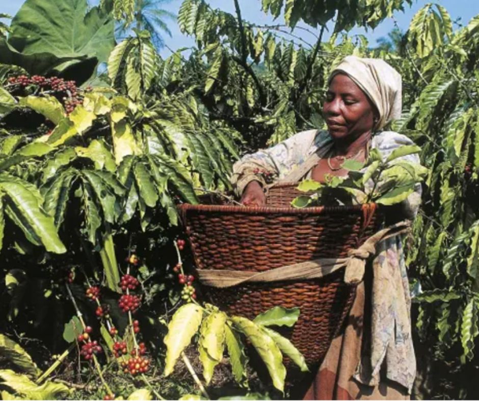 Cameroon Caplami | Convoy Road Coffee Roasters