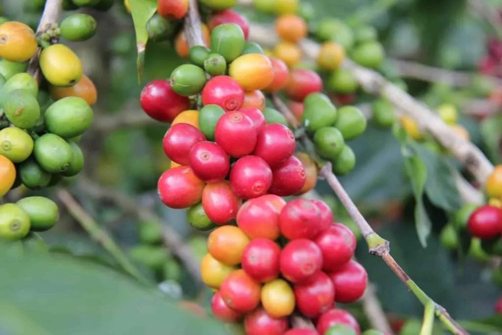 Monthly Coffee Selections- Our Origin Of the Month!